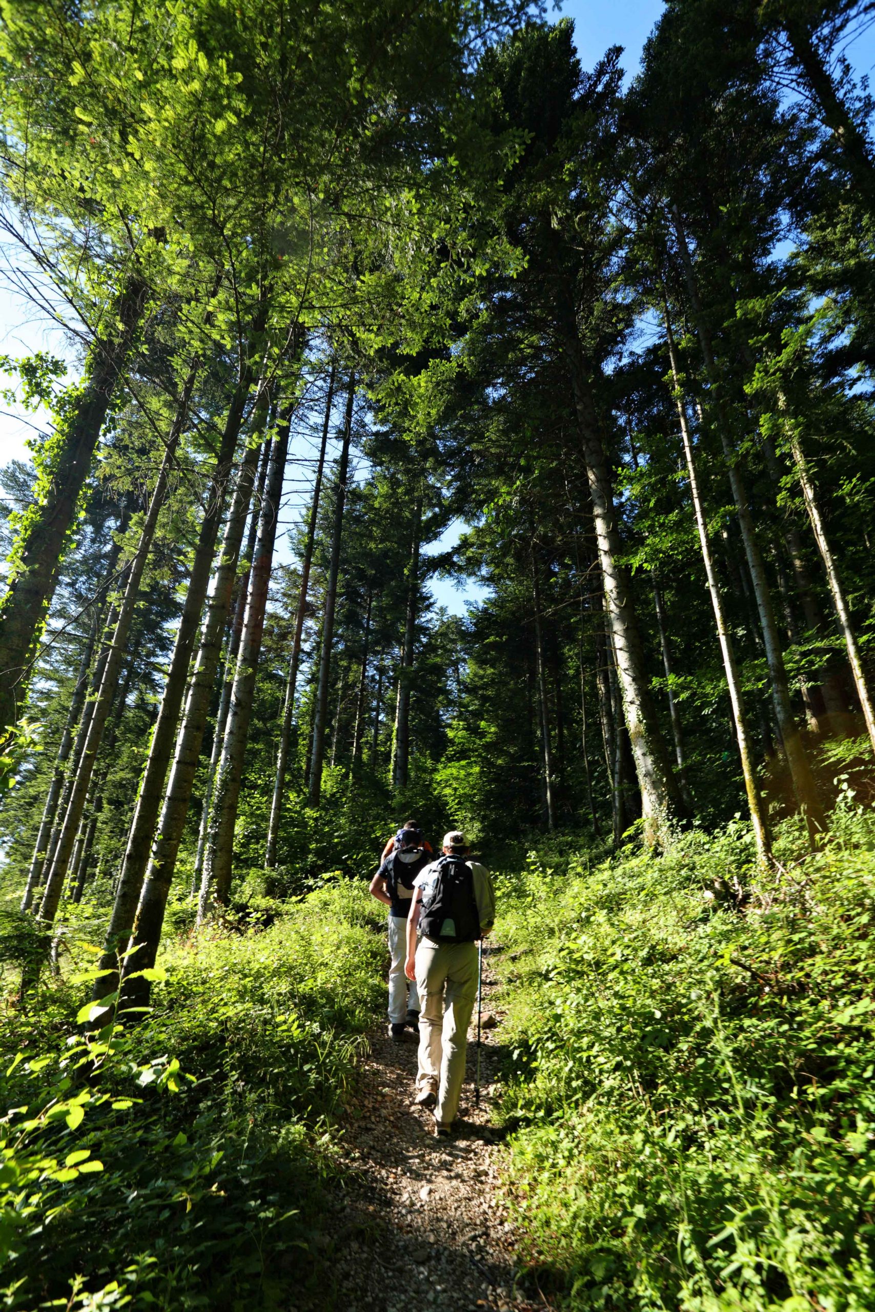 intro - PNR Chartreuse